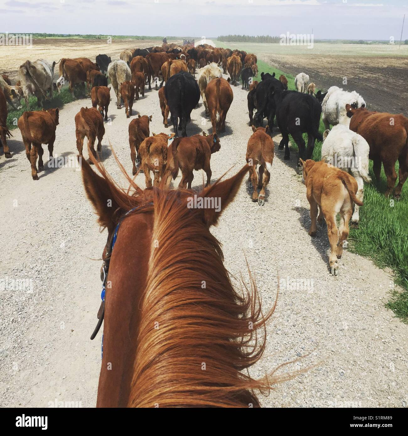 Cowboys cattle hi-res stock photography and images - Alamy