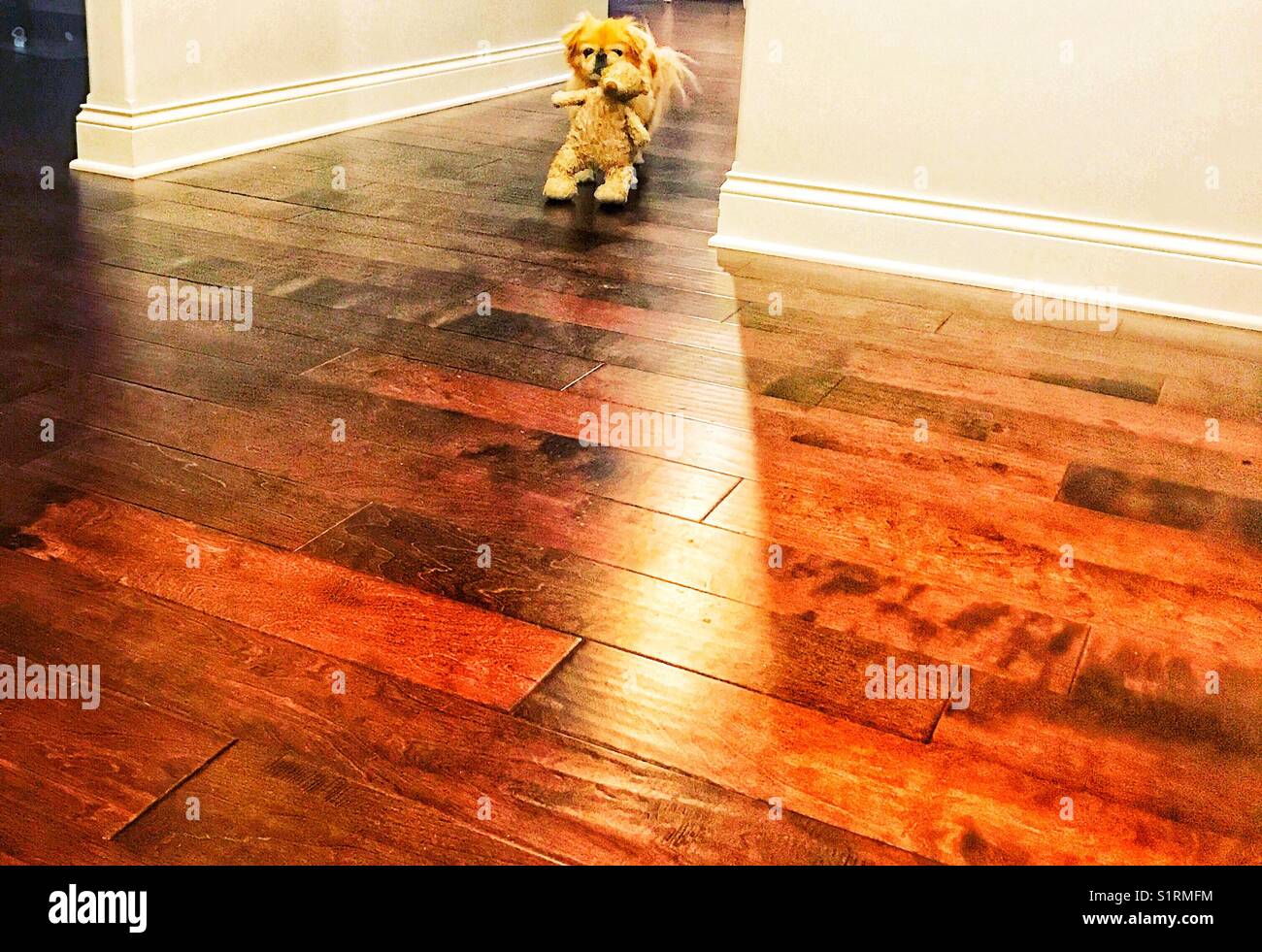 Hello Dog High Resolution Stock Photography and Images - Alamy