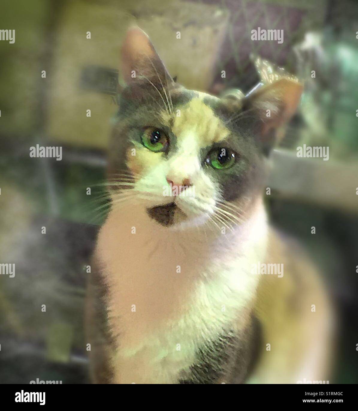 Cat girl named chakira! Stock Photo - Alamy