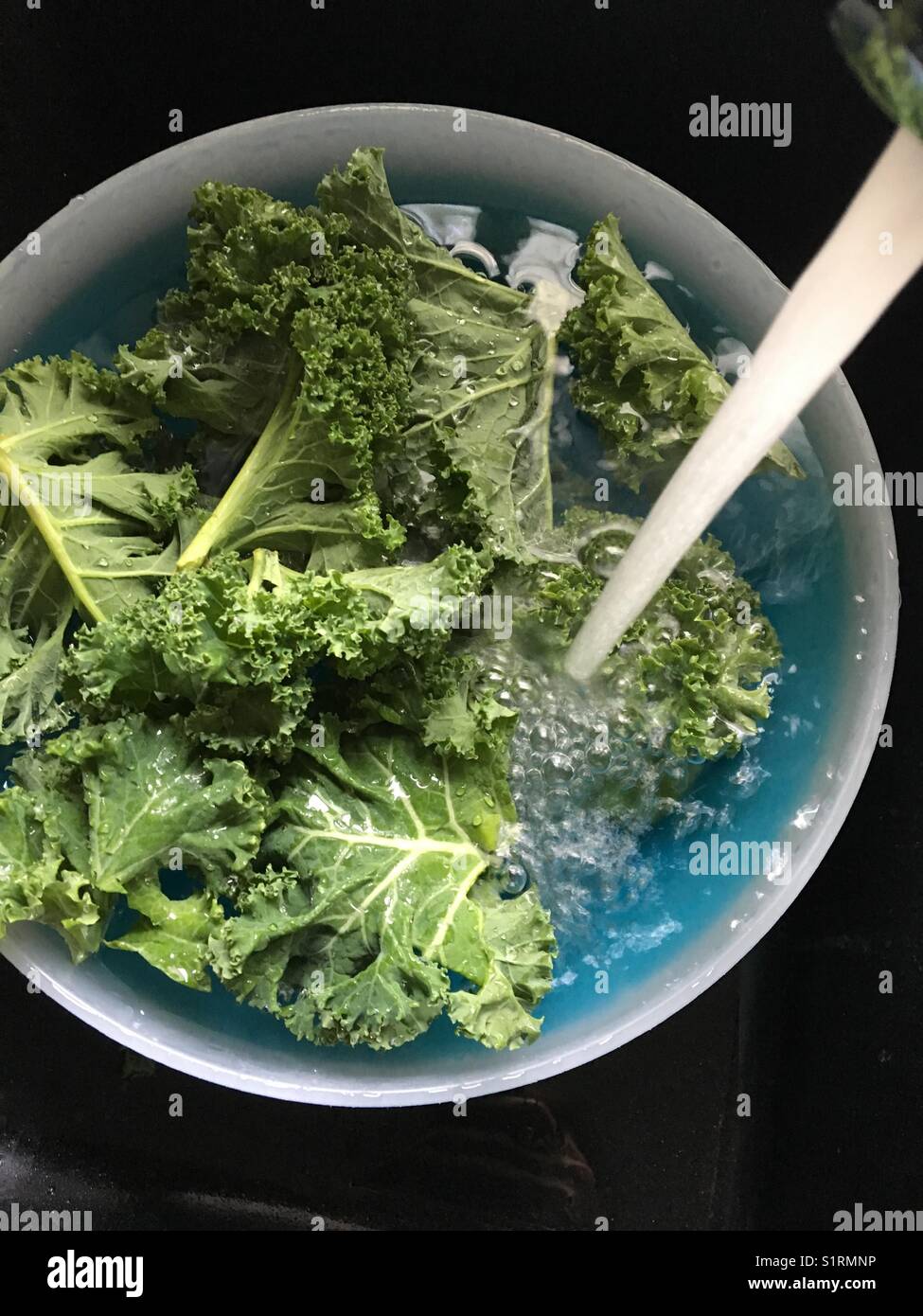 Green kale Leaves in the water Stock Photo - Alamy