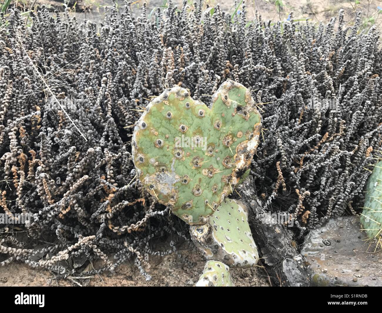 Cactus shaped heart hi-res stock photography and images - Alamy