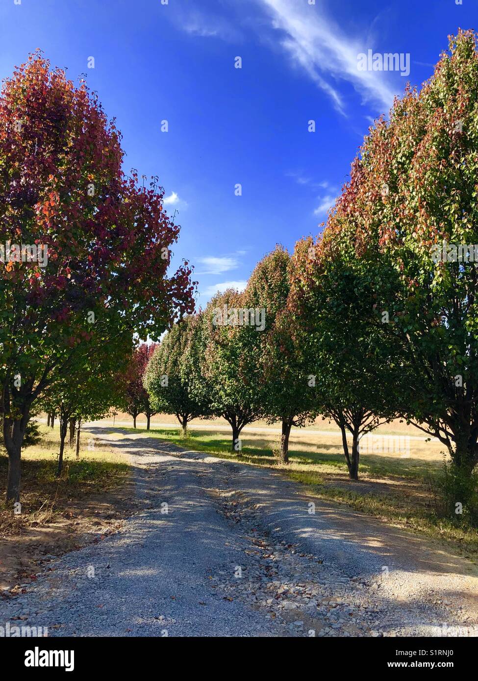 Red folliage hi-res stock photography and images - Alamy