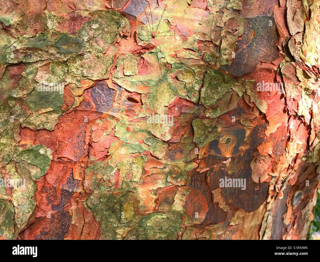 Acer griseum colour hi-res stock photography and images - Alamy