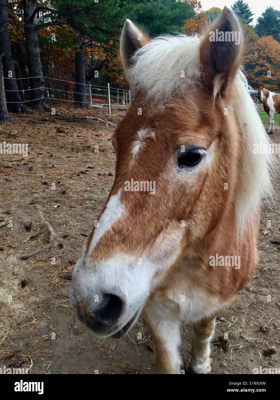 Haflinger Pony High Resolution Stock Photography and Images - Alamy