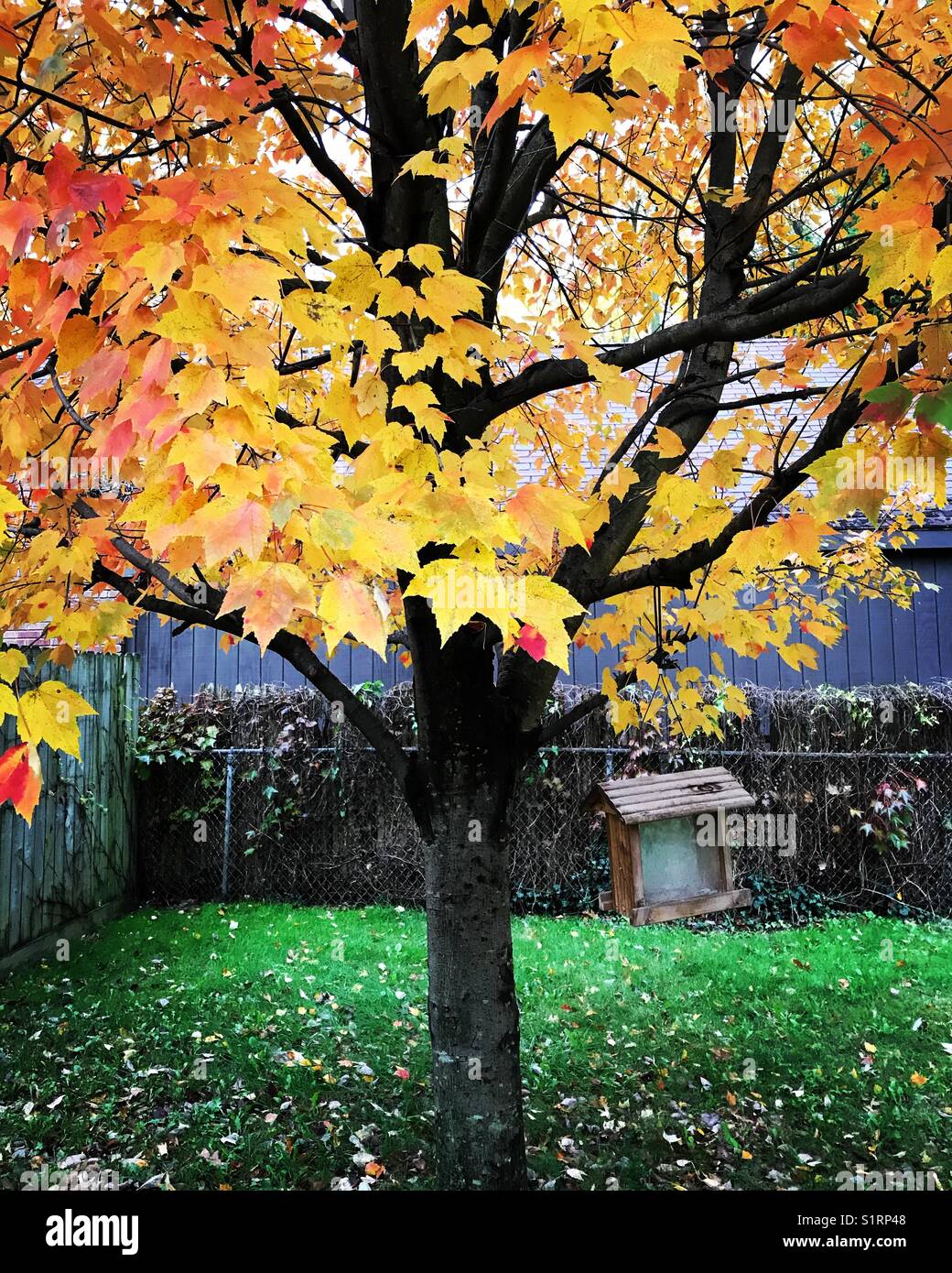 Maple tree changing color hi-res stock photography and images - Alamy