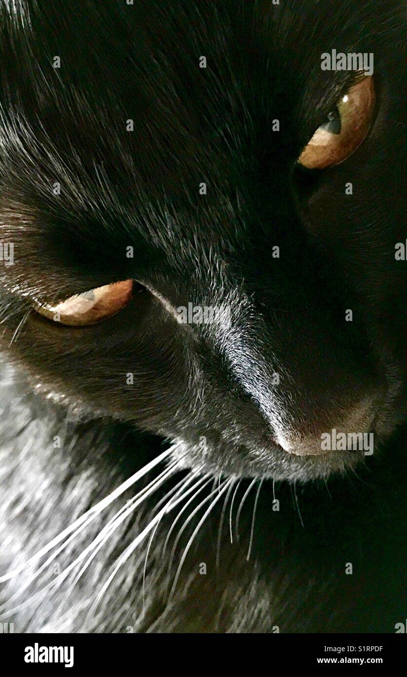 Beautiful Bombay cat with gorgeous copper colored eyes Stock Photo - Alamy