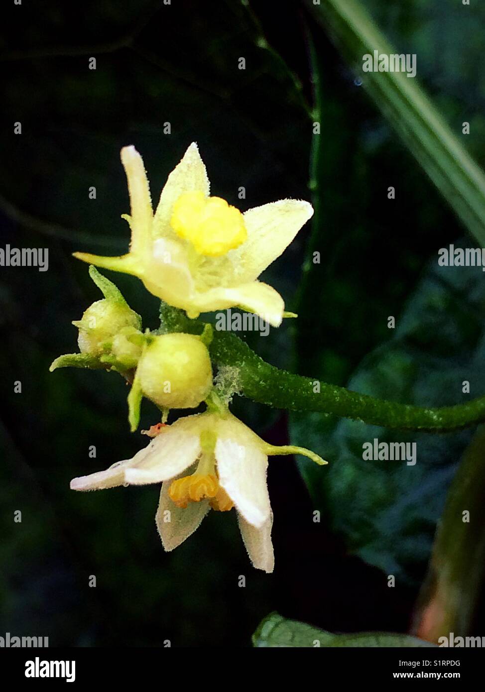 Chayote flowers hi-res stock photography and images - Alamy