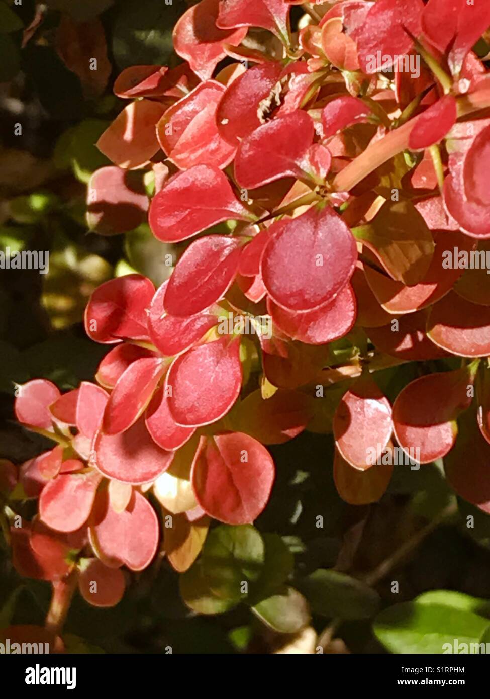 Arbusto arbustos hi-res stock photography and images - Alamy