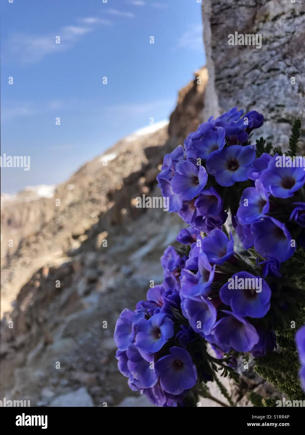 These flowers where near the summit of Mount Whitney (the tallest ...