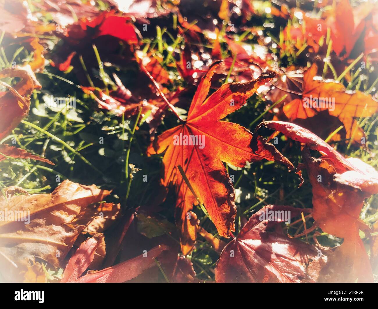 Backlit, fallen, autumn leaves Stock Photo - Alamy