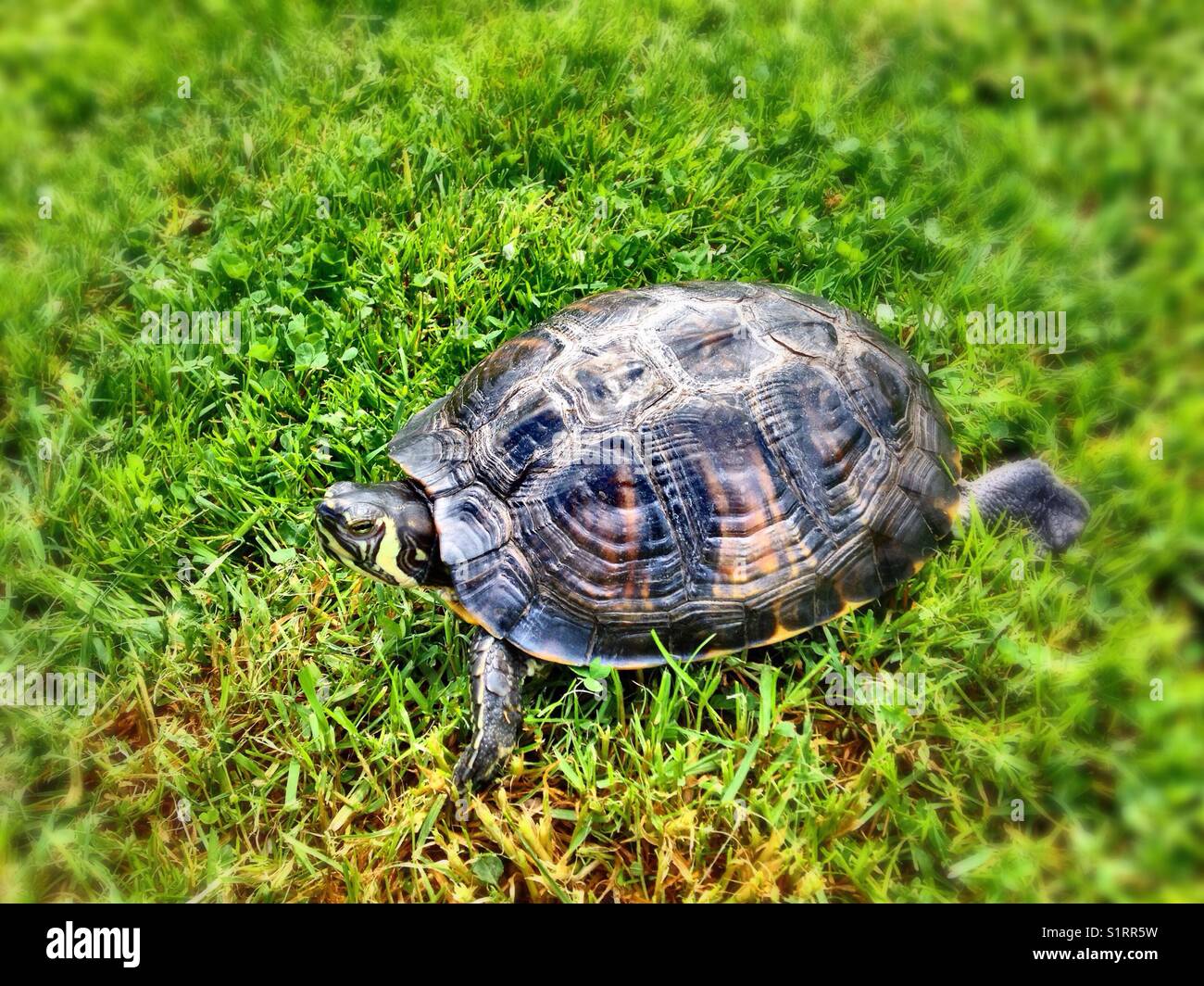 Turtle walking grass hi-res stock photography and images - Alamy