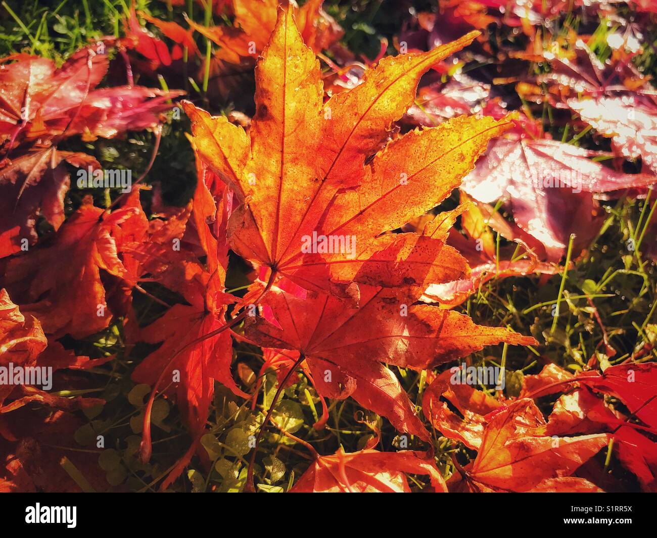 Backlit early fall leaves hi-res stock photography and images - Alamy