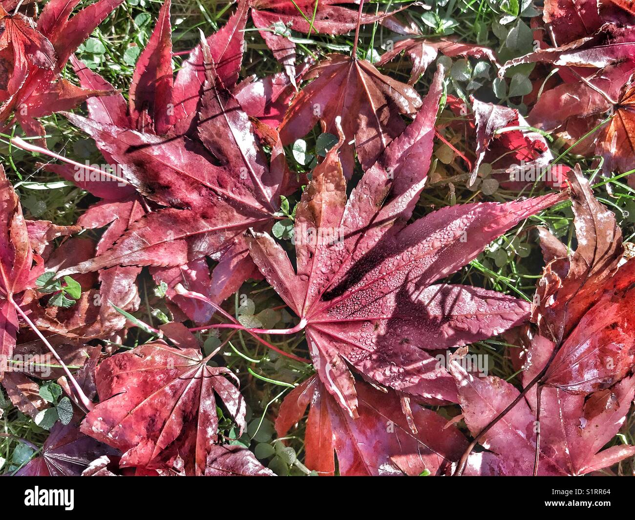 Dew covered fallen autumn leaves Stock Photo - Alamy