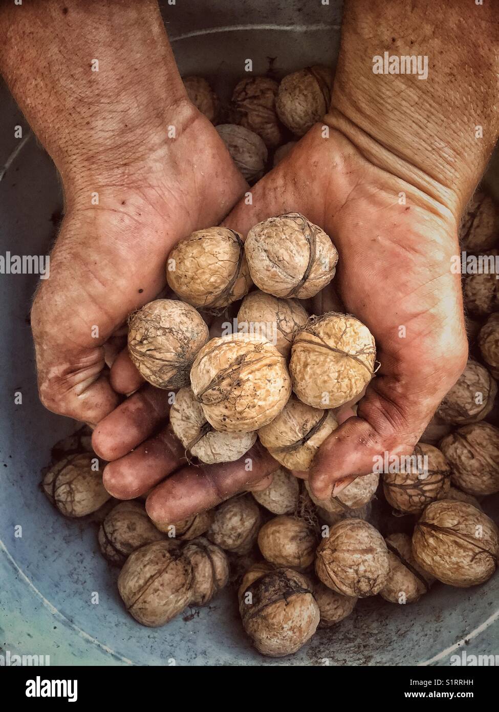Hands holding walnuts Stock Photo - Alamy