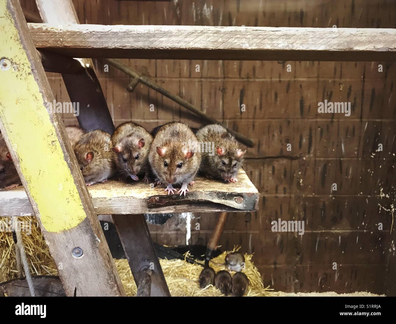 Brown rats hi-res stock photography and images - Alamy