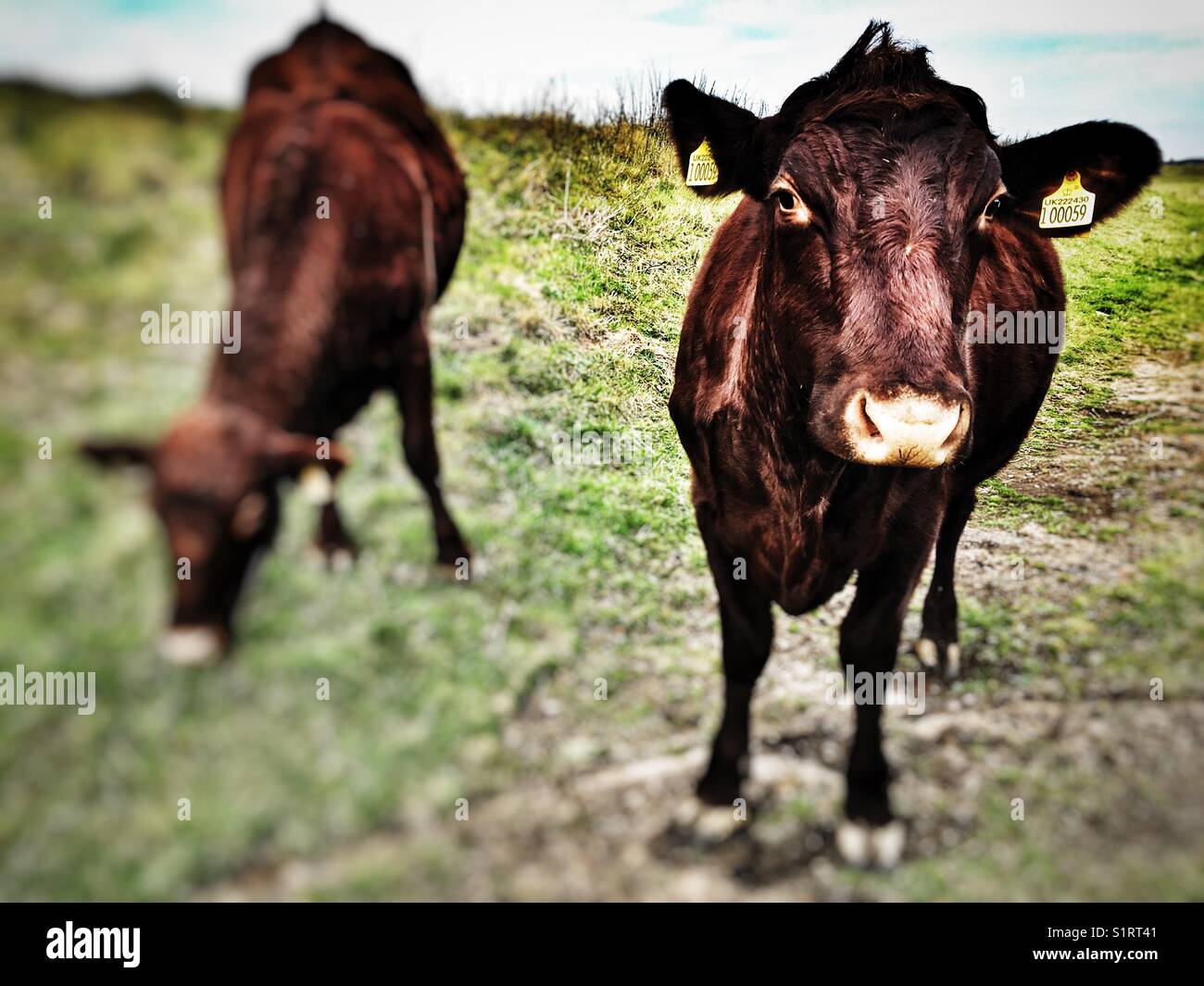 Red Poll Cattle Stock Photo - Alamy