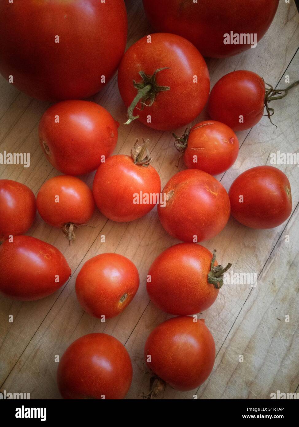 Hand picked tomatoes hi-res stock photography and images - Alamy