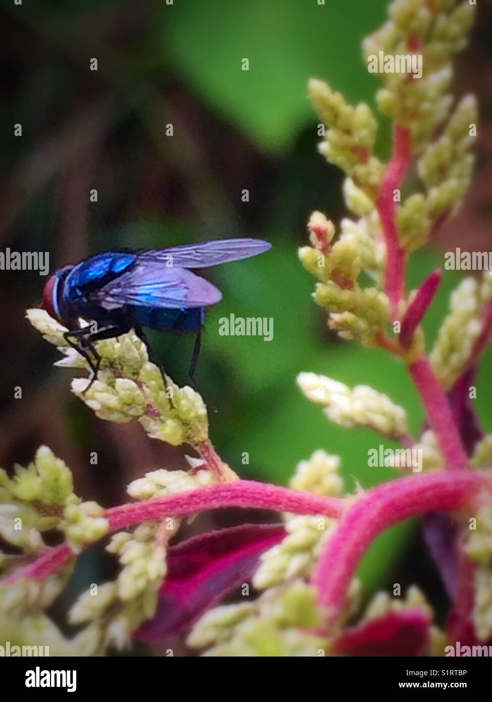 Blue fly over flower Stock Photo - Alamy