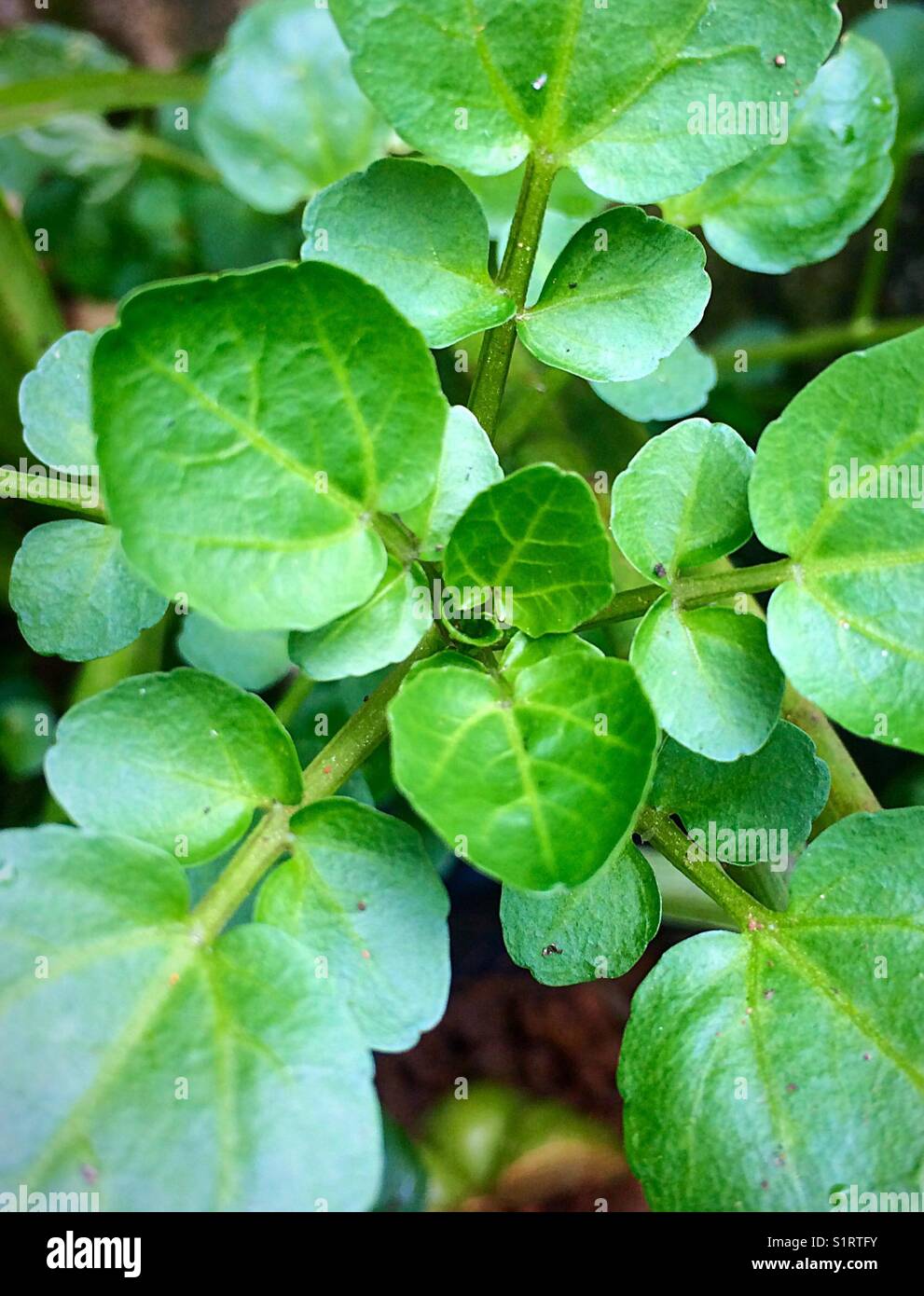 Watercress aquatic plant Stock Photo - Alamy