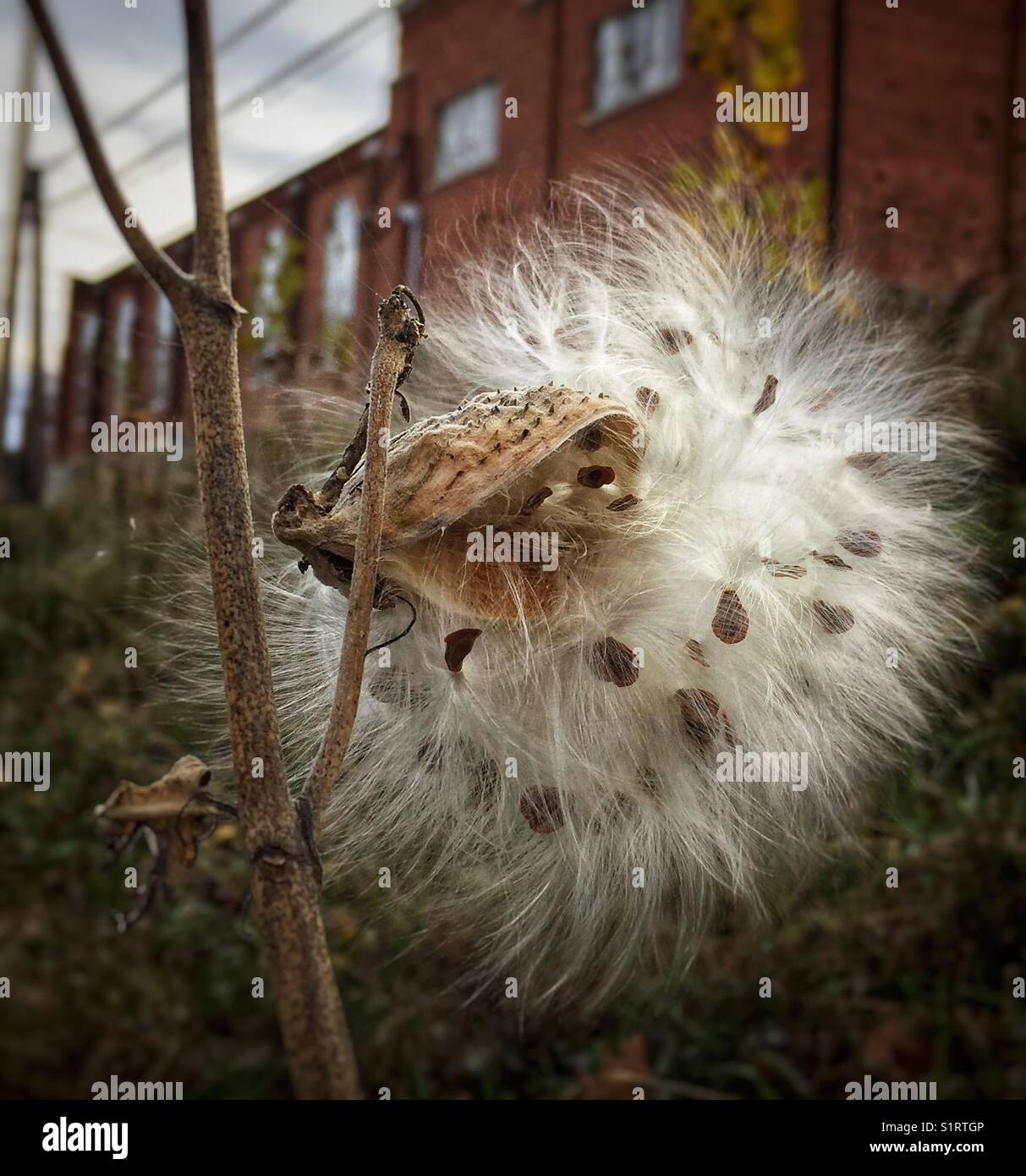 Milkweed pod hi-res stock photography and images - Alamy