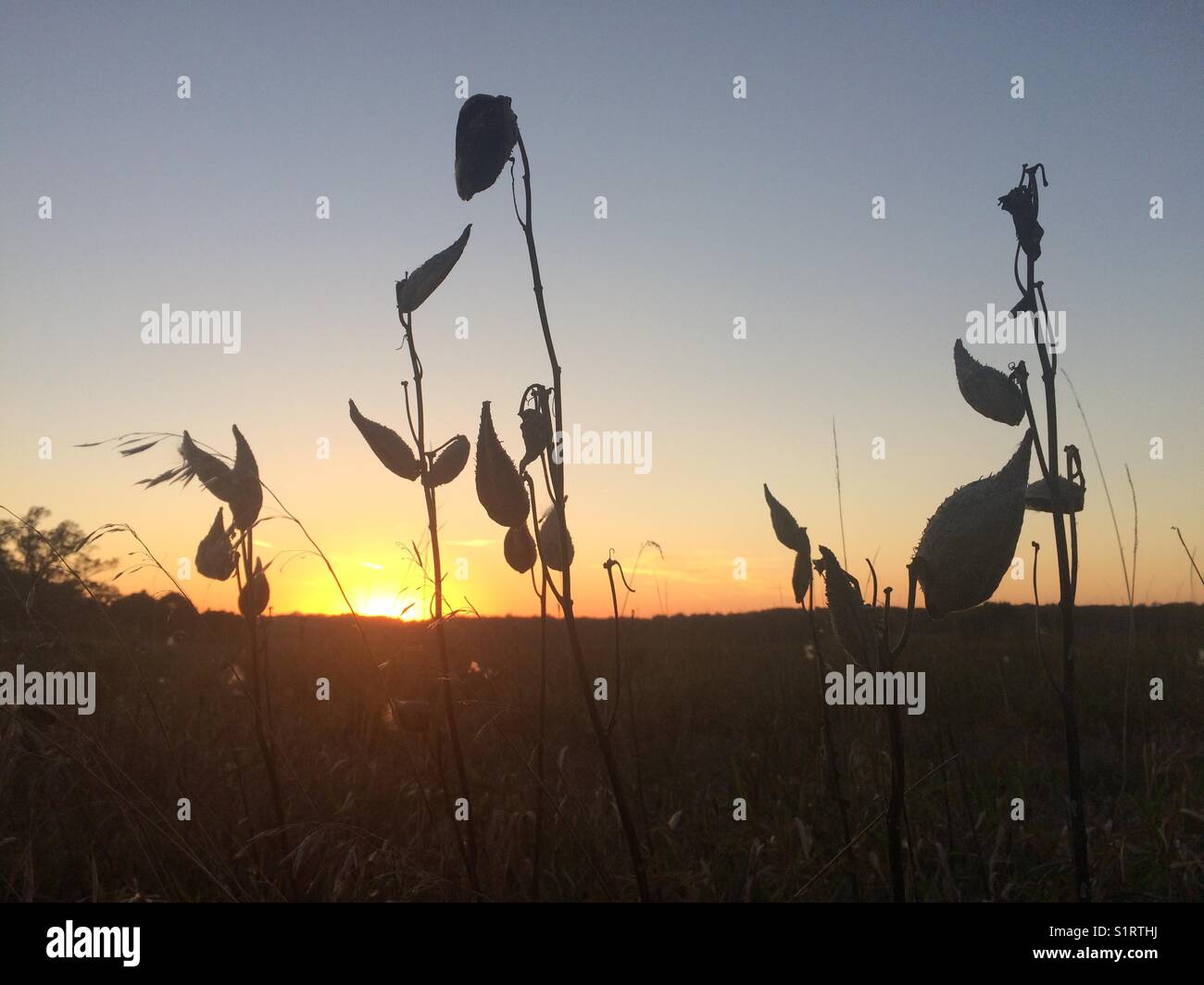 Sunset in a prairie field Stock Photo - Alamy