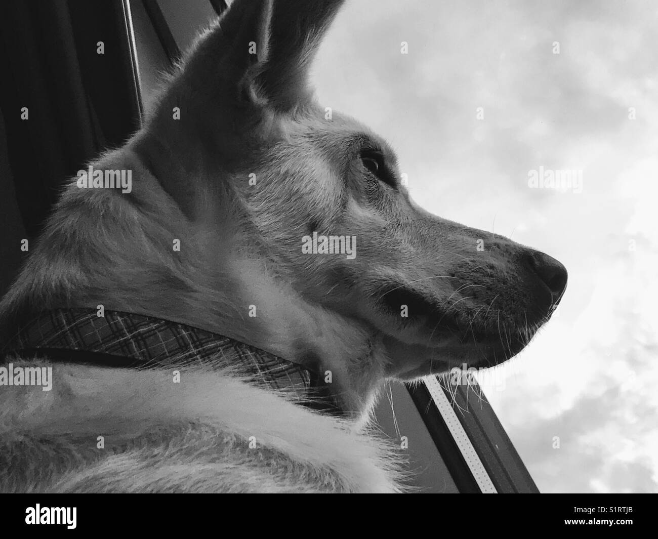 Dog window not car Black and White Stock Photos & Images - Alamy