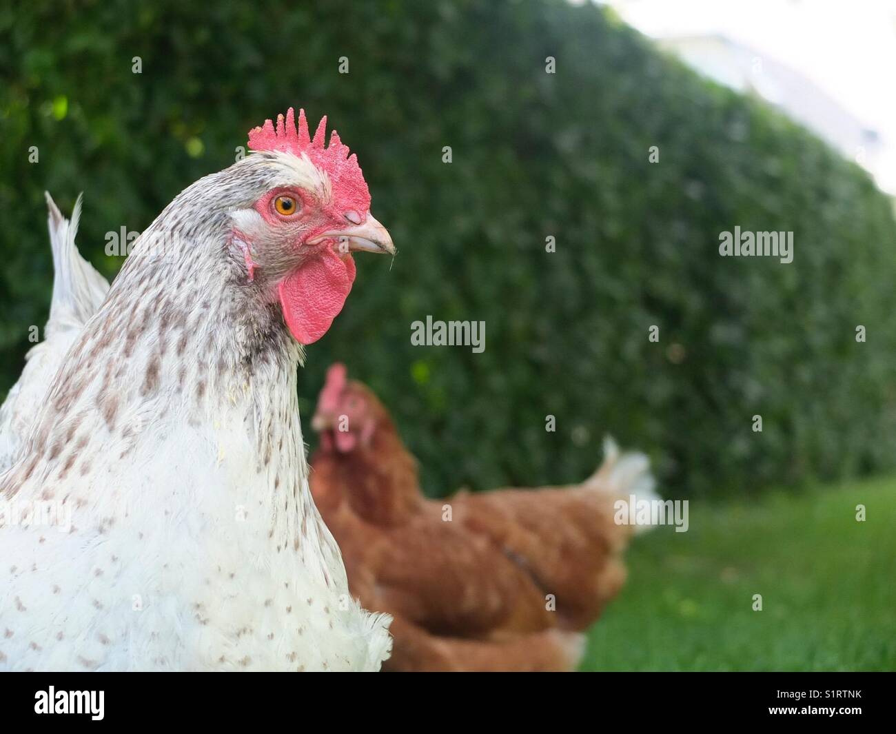 Chicken gif hi-res stock photography and images - Alamy