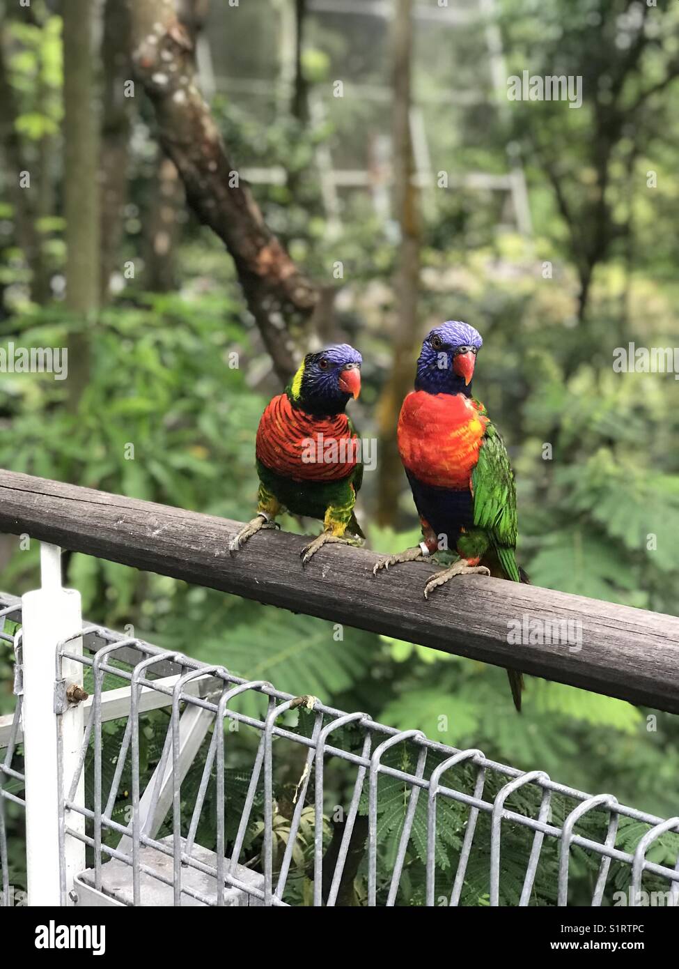 Hold birds hi-res stock photography and images - Alamy