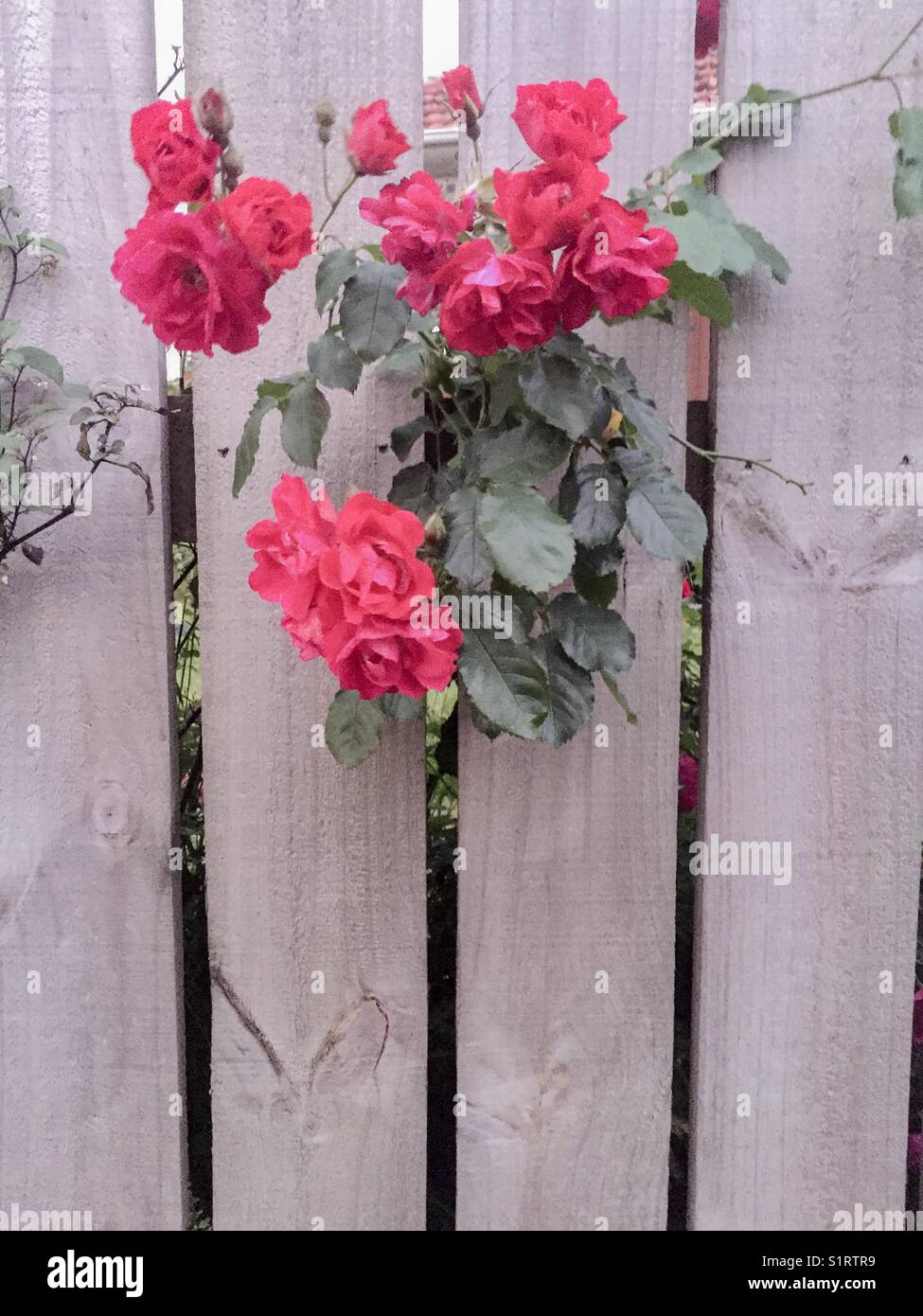 Plants growing fence hi-res stock photography and images - Alamy