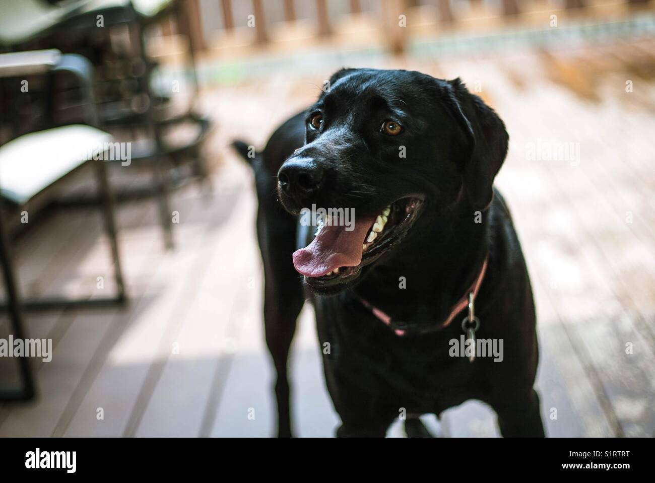 Smiling black labrador dog hi-res stock photography and images - Alamy