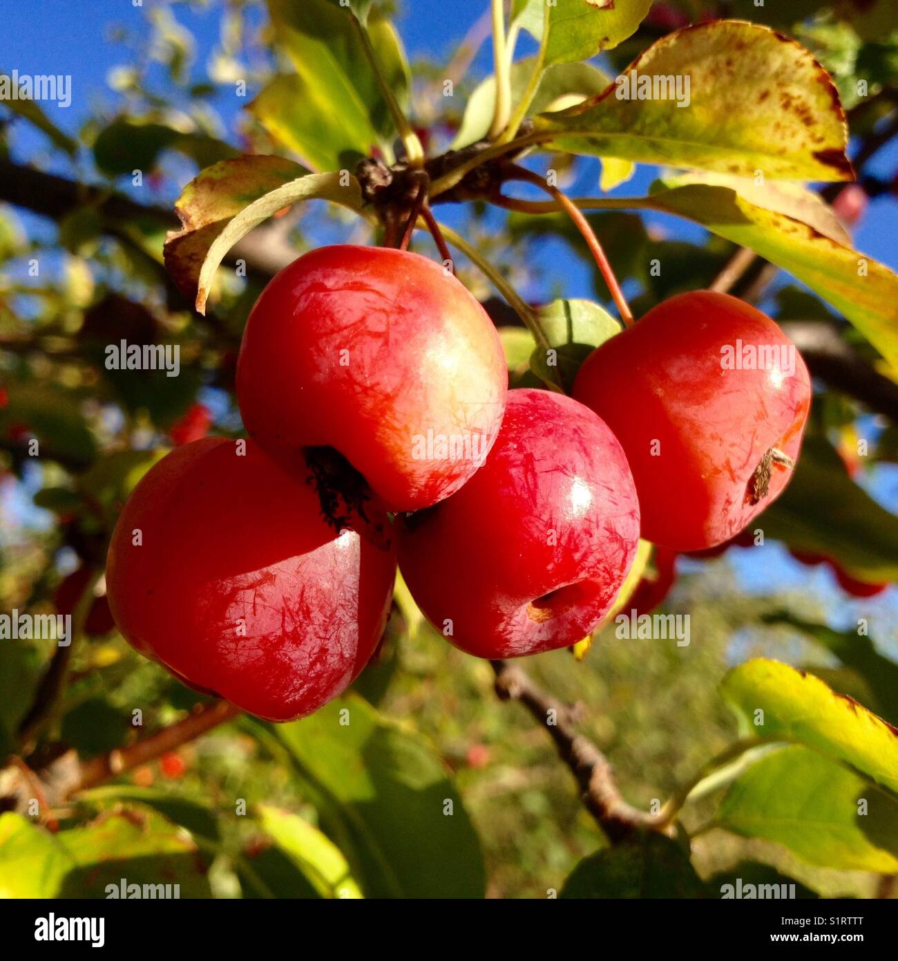 Decorative apple tree hi-res stock photography and images - Alamy