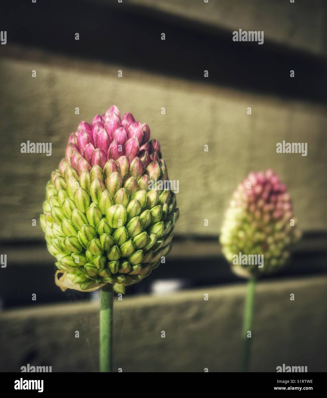 Cone shaped flower heads hi-res stock photography and images - Alamy
