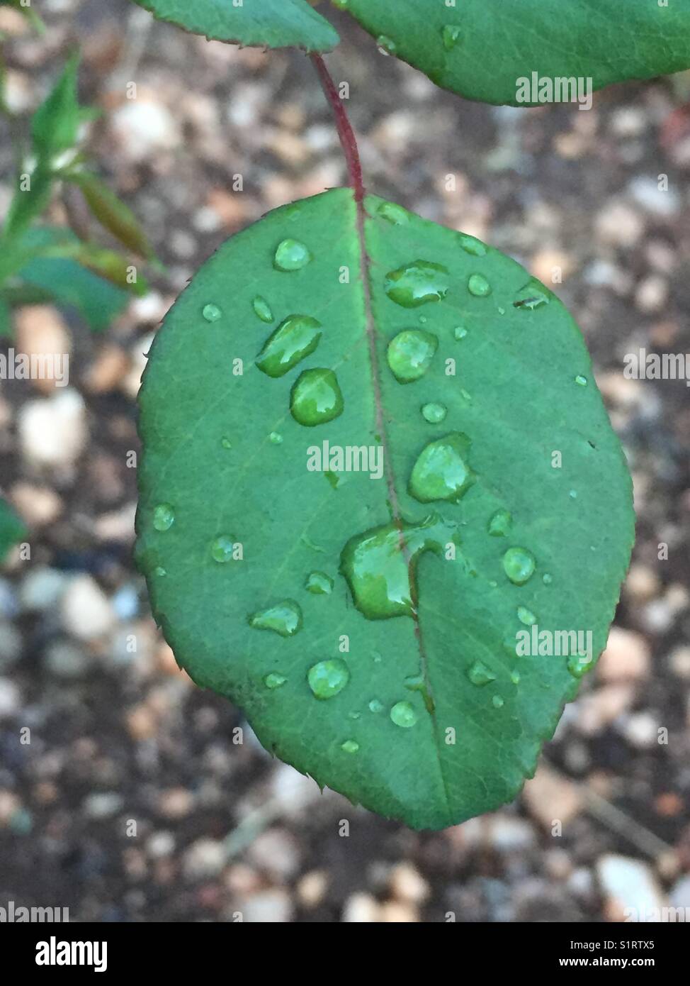 Rose Leaf with rain water Stock Photo - Alamy