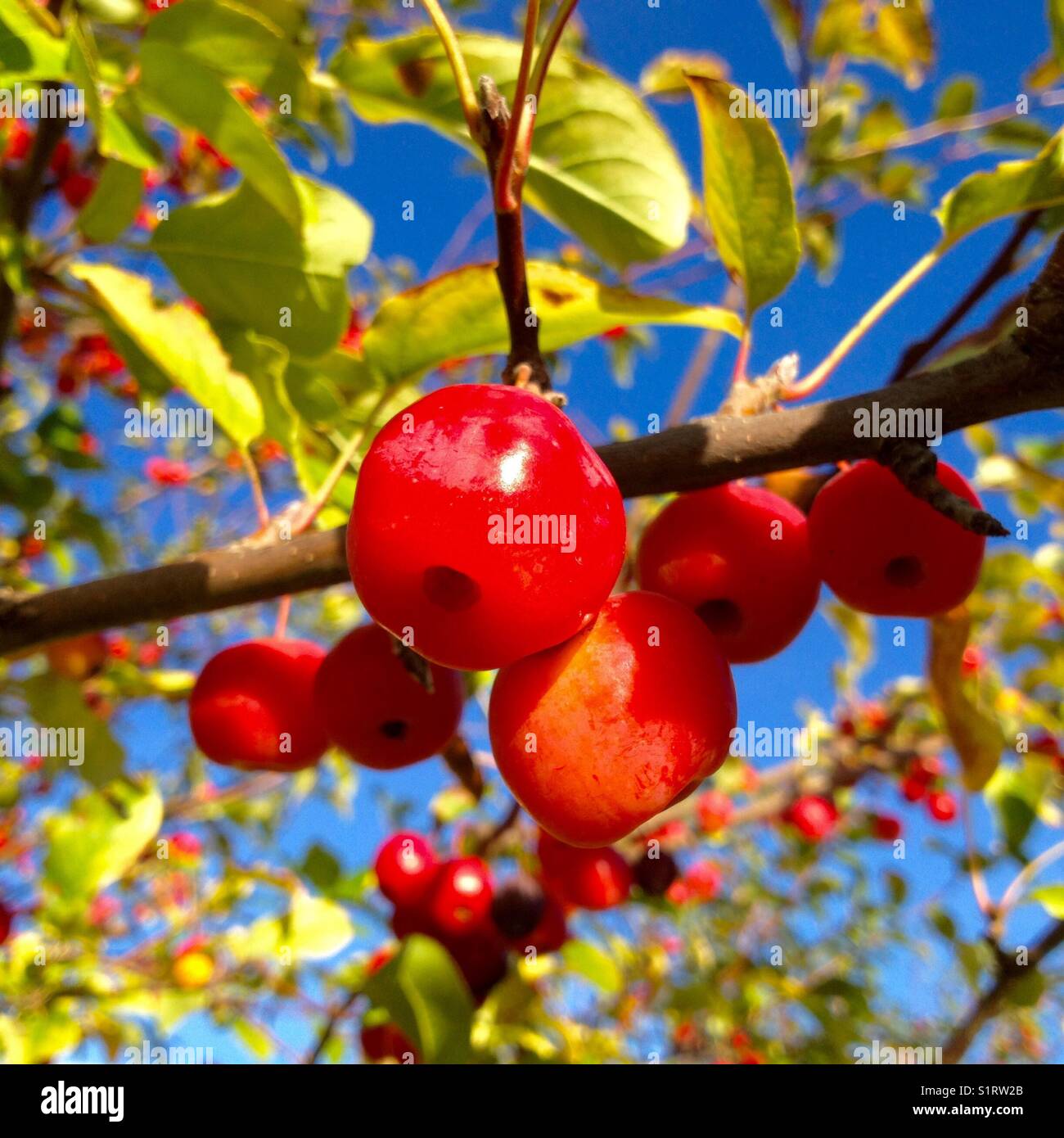 Decorative Apple Tree Stock Photo - Alamy