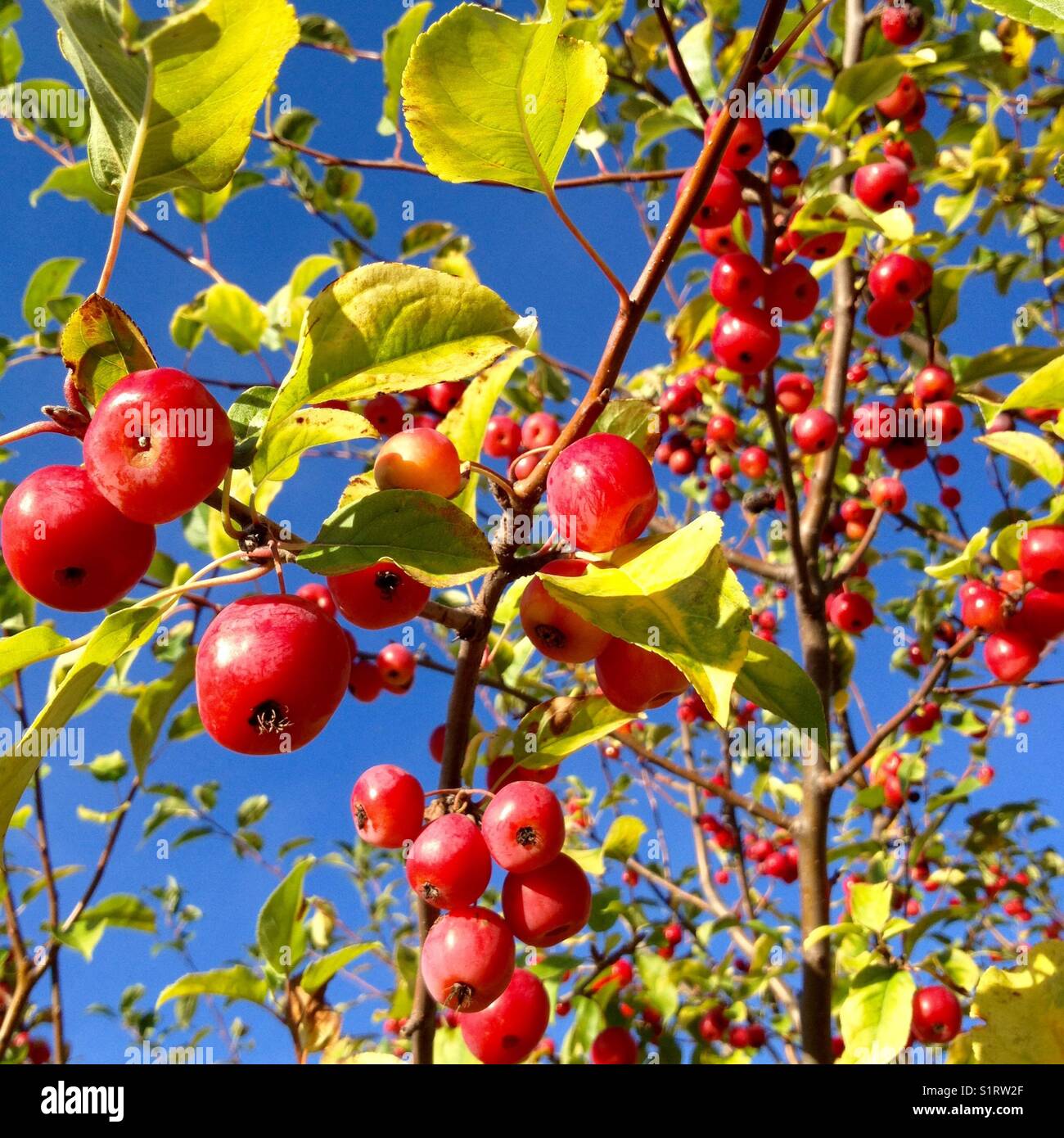 Decorative Apple Tree Stock Photo - Alamy