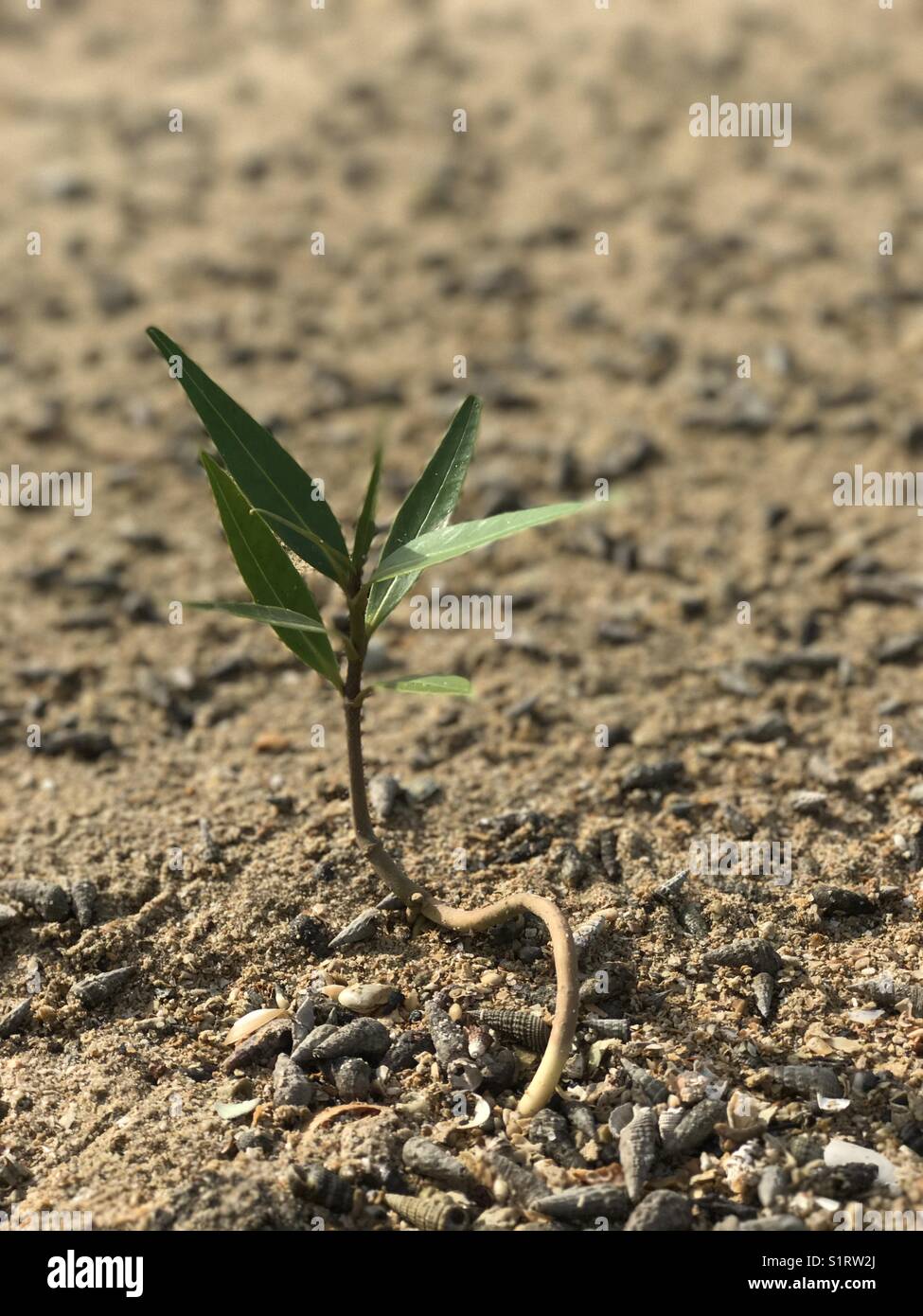 Nature resilience hi-res stock photography and images - Alamy