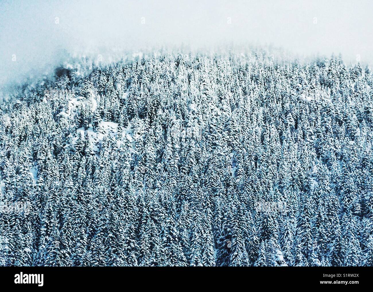 A forest covered in snow Stock Photo - Alamy