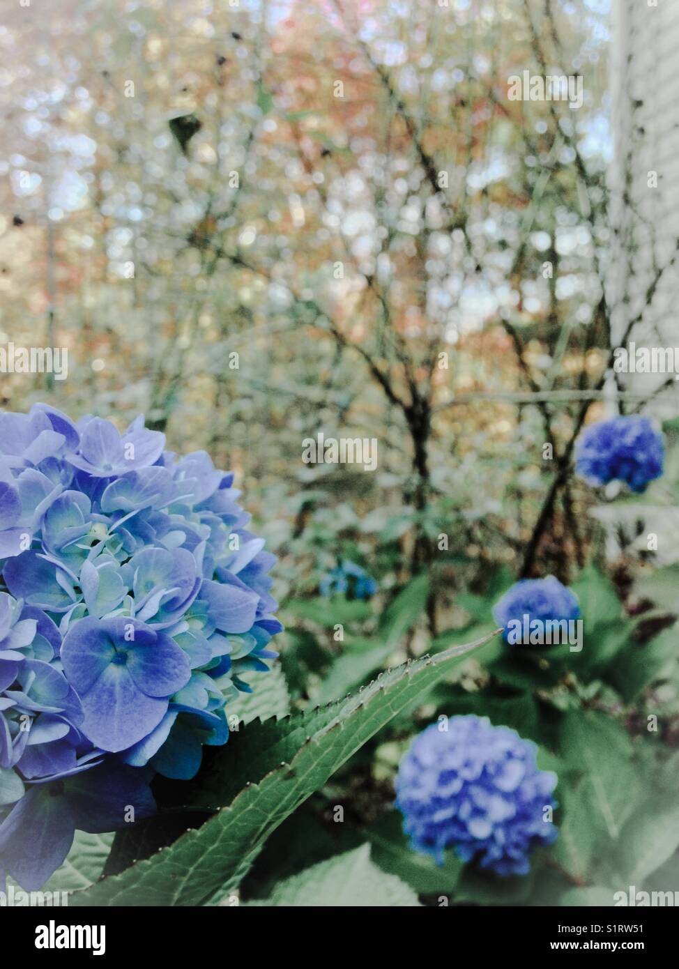 Ice blue hydrangeas Stock Photo - Alamy