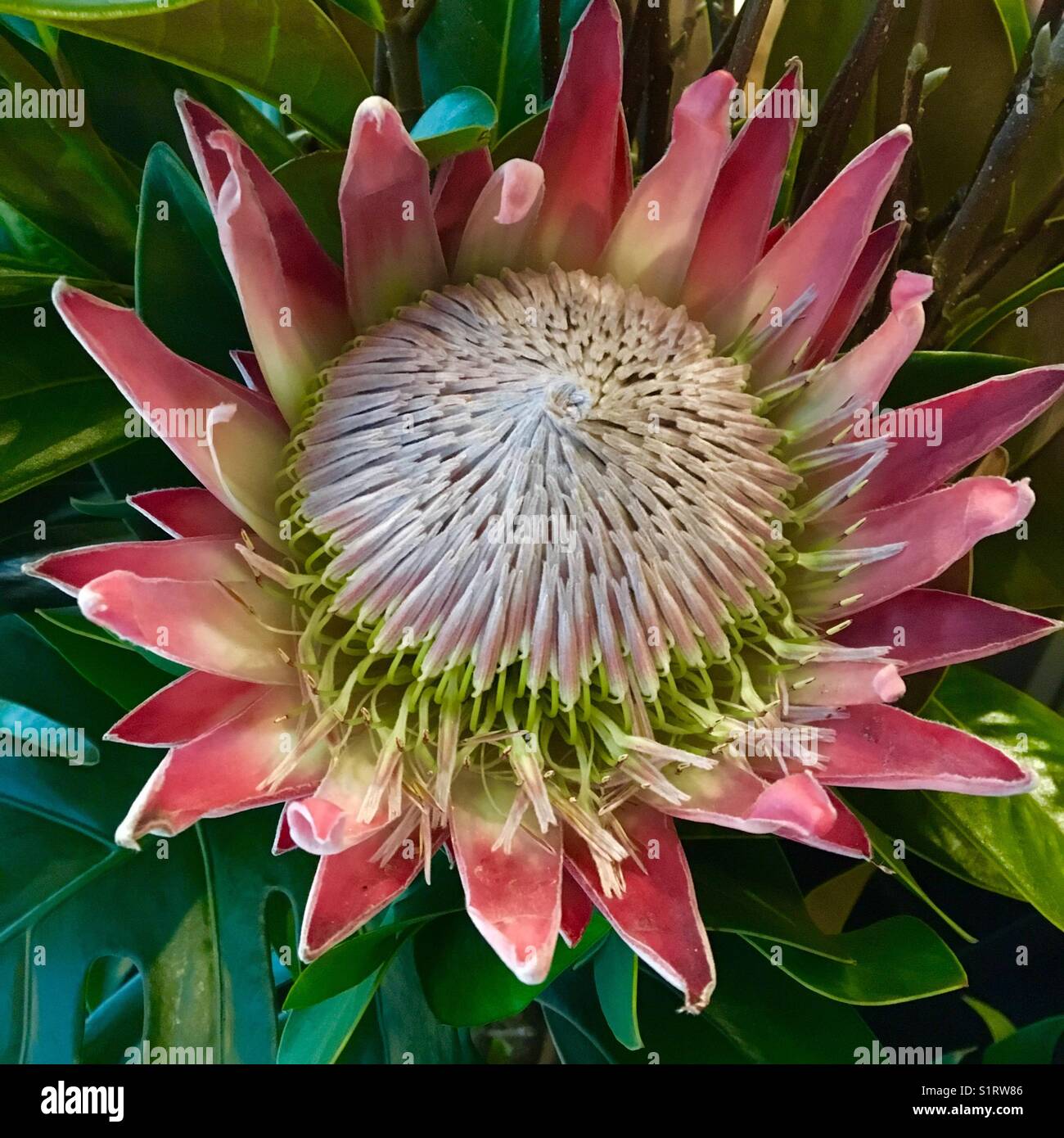 Protea flower hi-res stock photography and images - Alamy