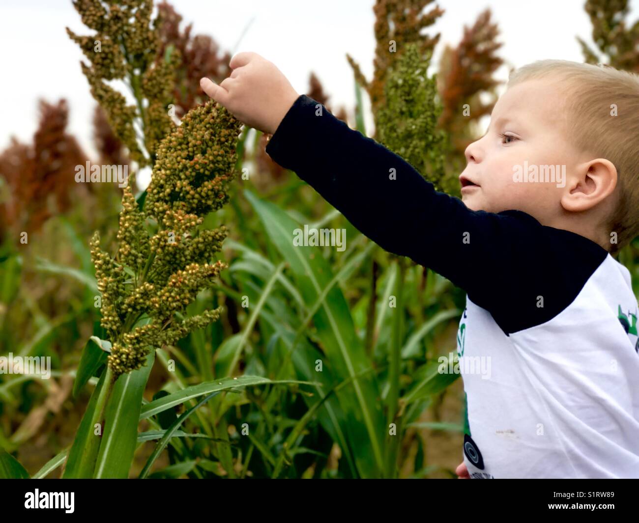Checkin’ the Milo Stock Photo - Alamy