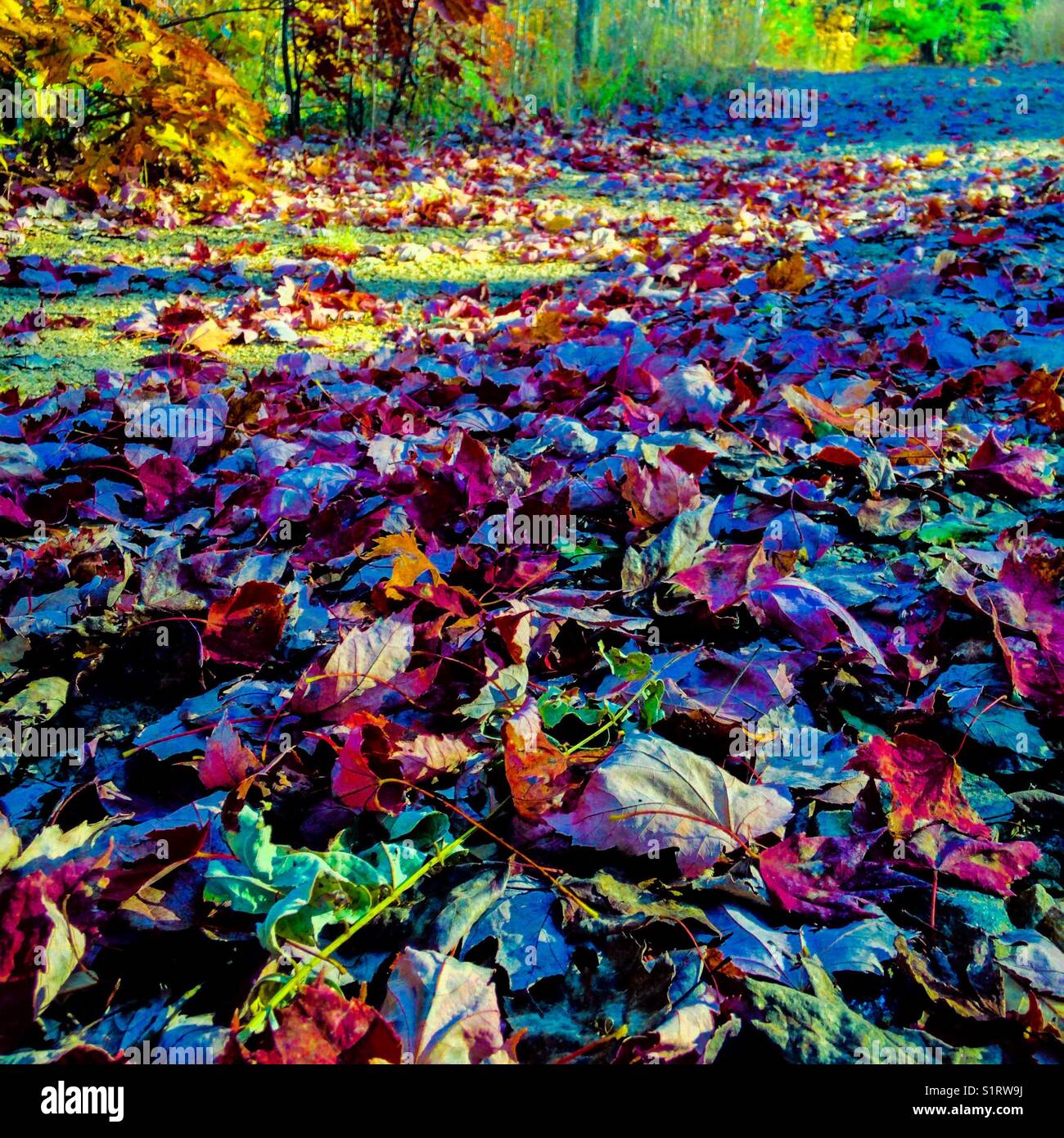 Autumn leaf ground cover Stock Photo - Alamy