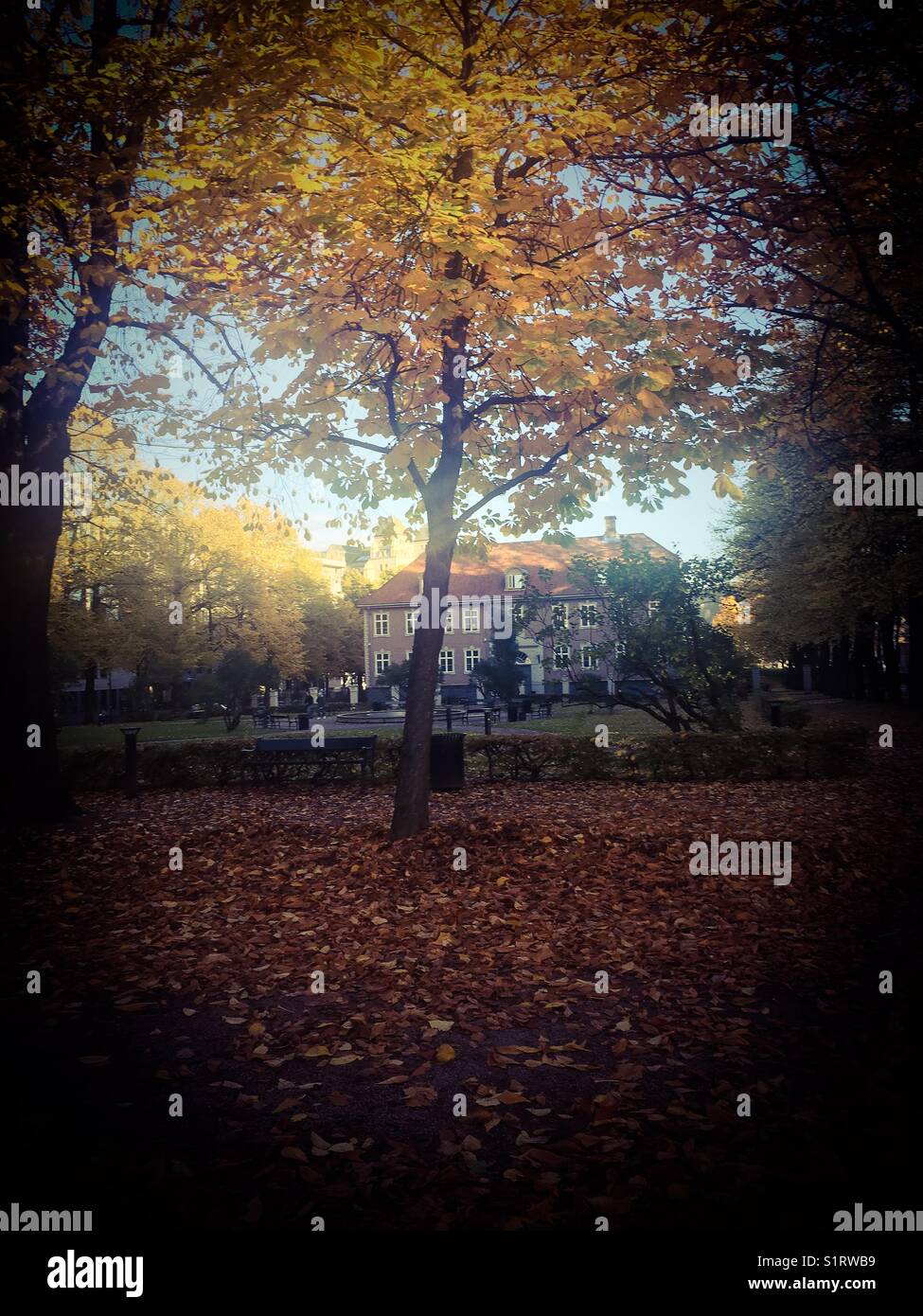 Fall leaves Oslo Stock Photo - Alamy