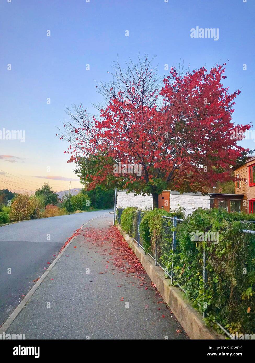 A tree with beautiful red leaves Stock Photo - Alamy
