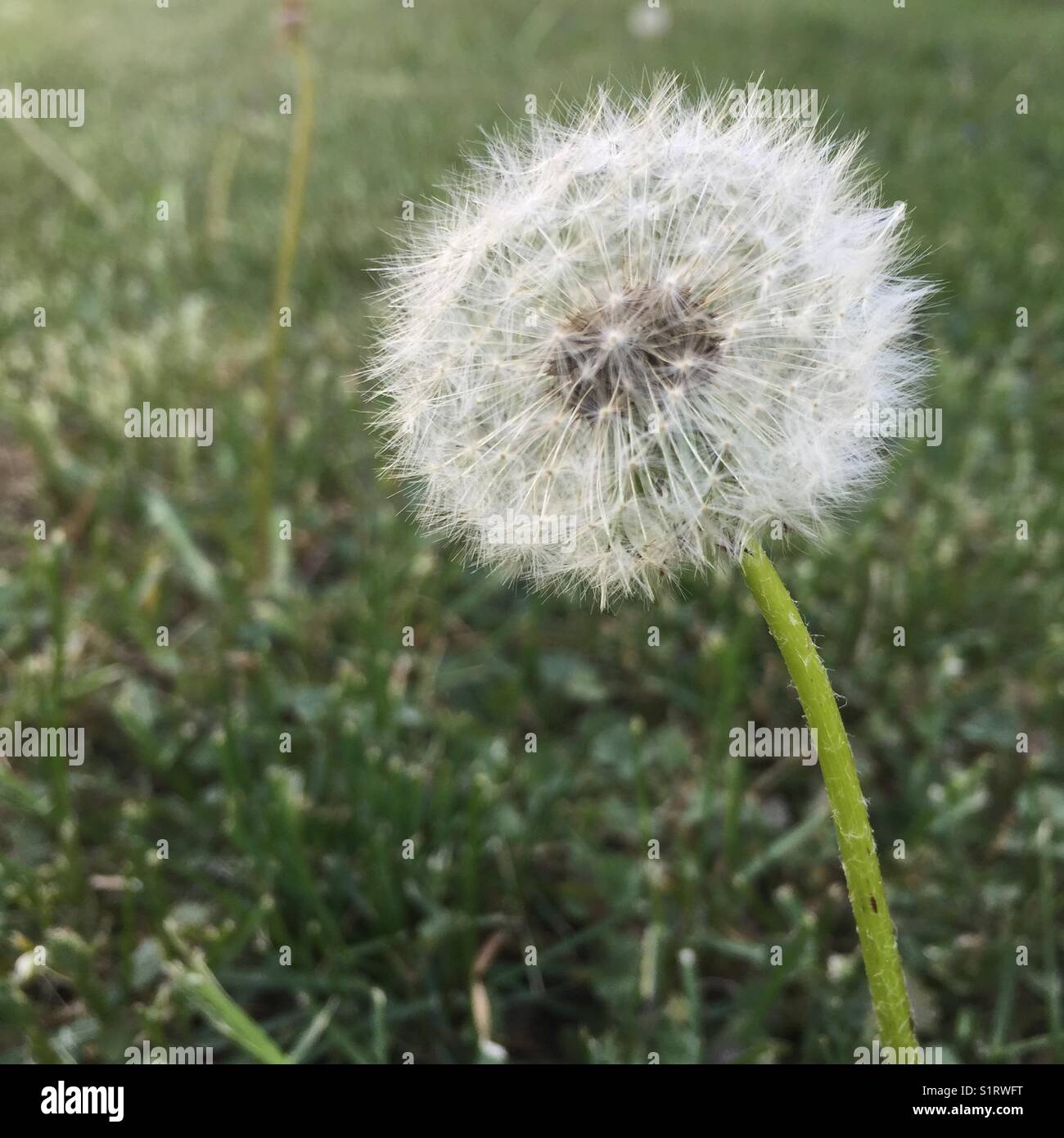 Weed with white fluff hi-res stock photography and images - Alamy