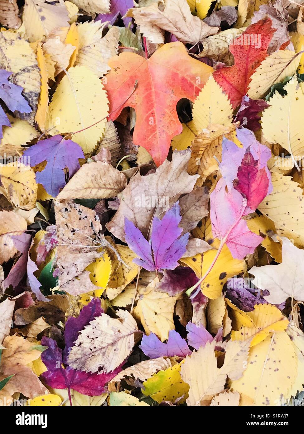 Pile of fall leaves hi-res stock photography and images - Alamy