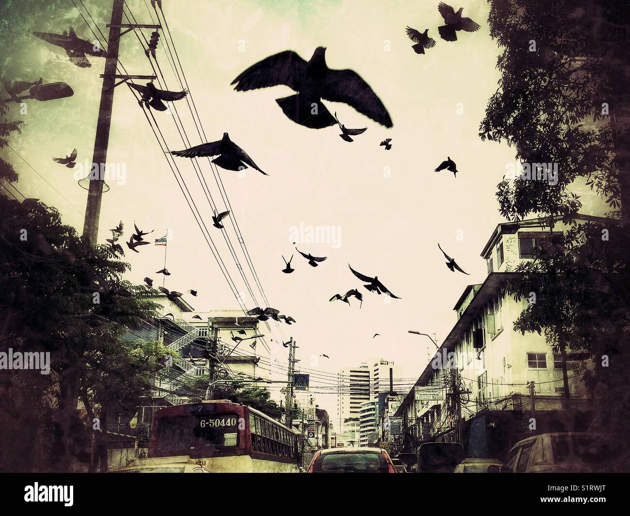 Crows flying hi-res stock photography and images - Alamy