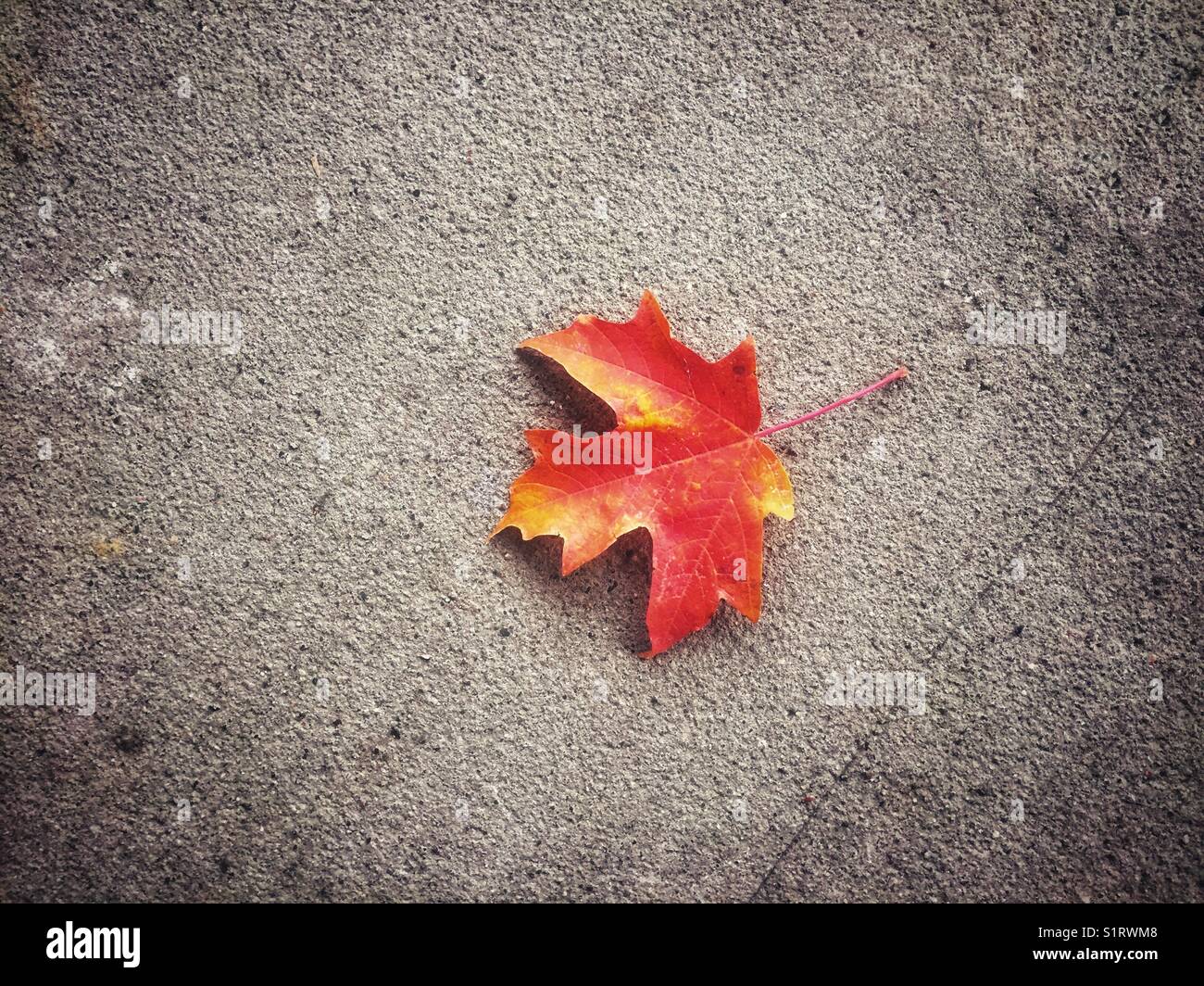 Fallen maple leaf in fall Stock Photo - Alamy