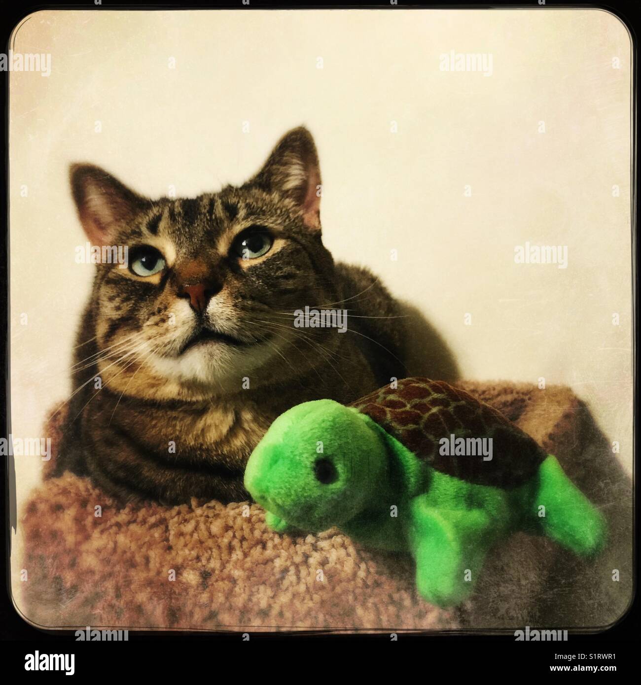 Smiling tabby cat and her turtle Stock Photo - Alamy
