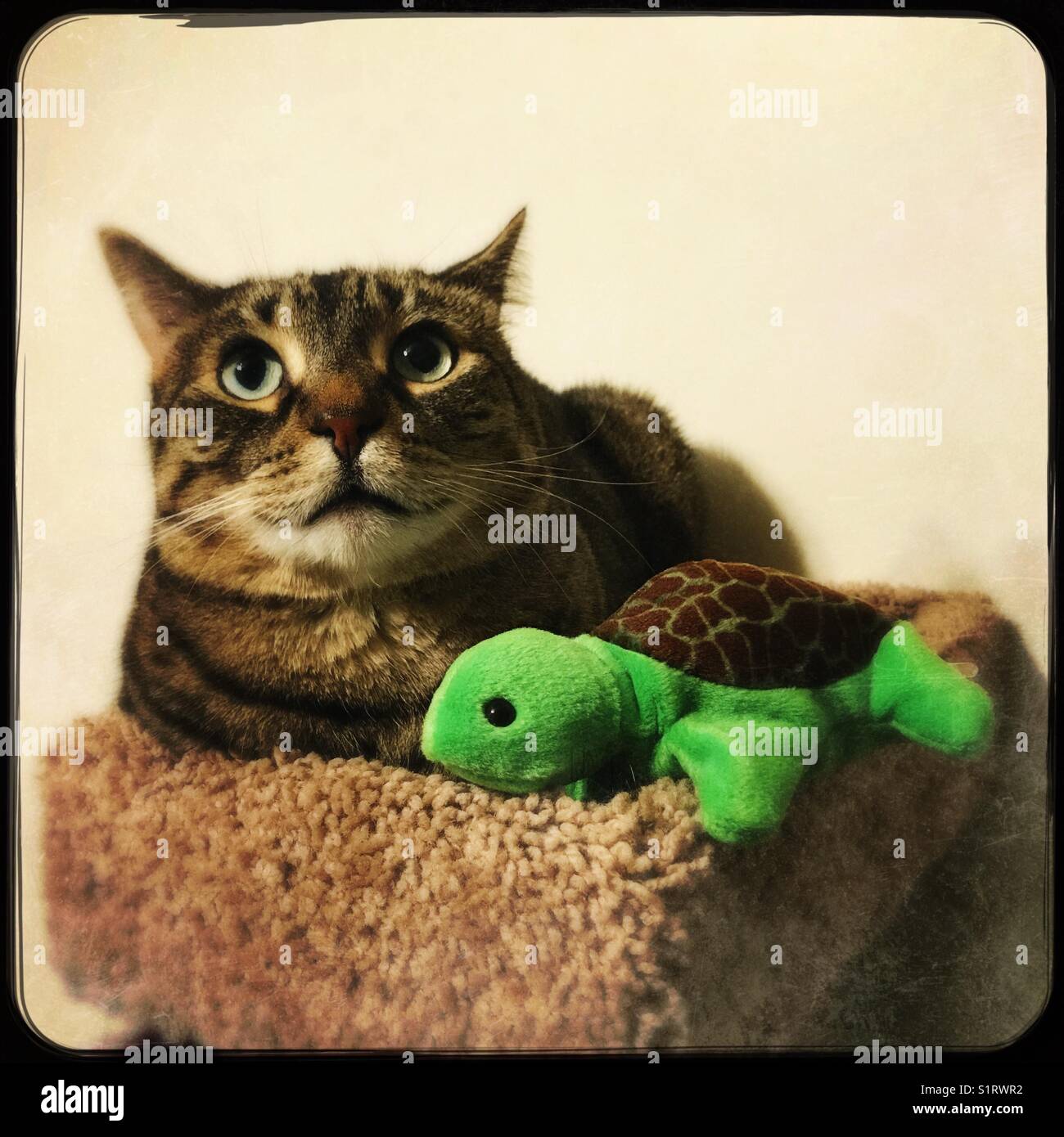 Tabby cat with stuffed turtle looking confused Stock Photo - Alamy