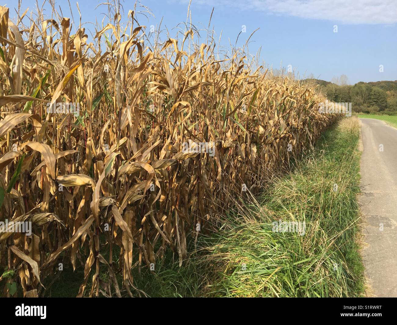 Corn field in Autumn, ready to reap Stock Photo - Alamy